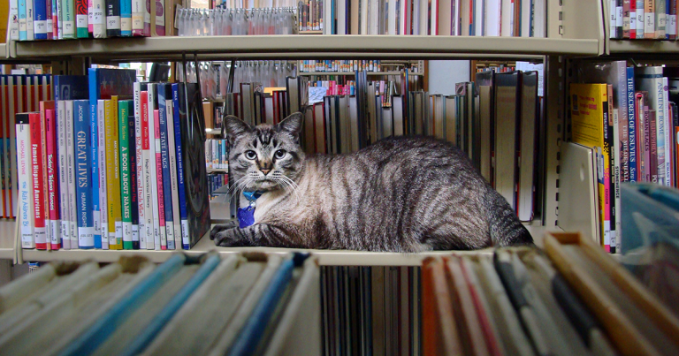 What It’s Like to Be a Library Cat During the Pandemic - I Love Libraries